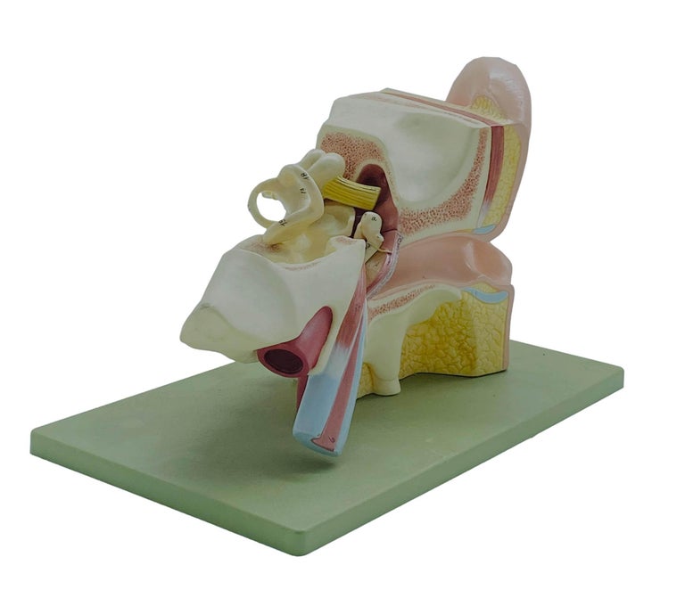 Anatomical Model of the Human Ear by Somso, 1950s For Sale at 1stDibs