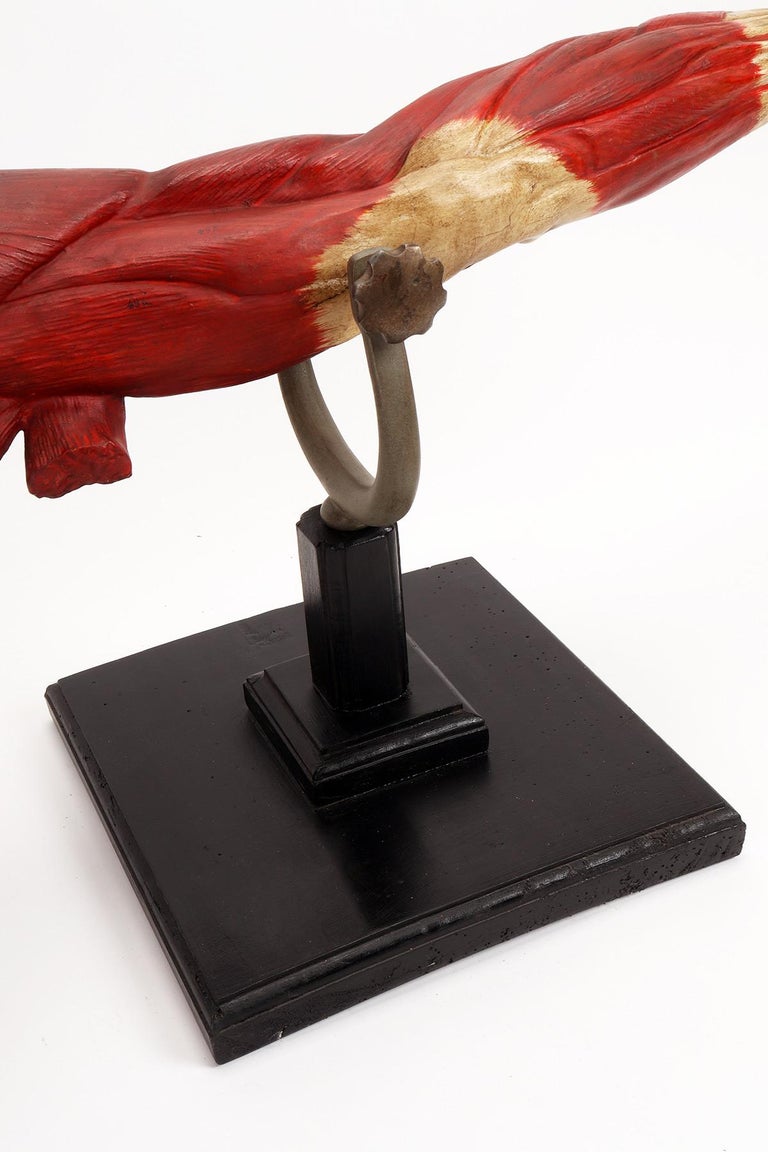 Anatomical Model of the Upper Limbs, Italy 1900 For Sale at 1stDibs