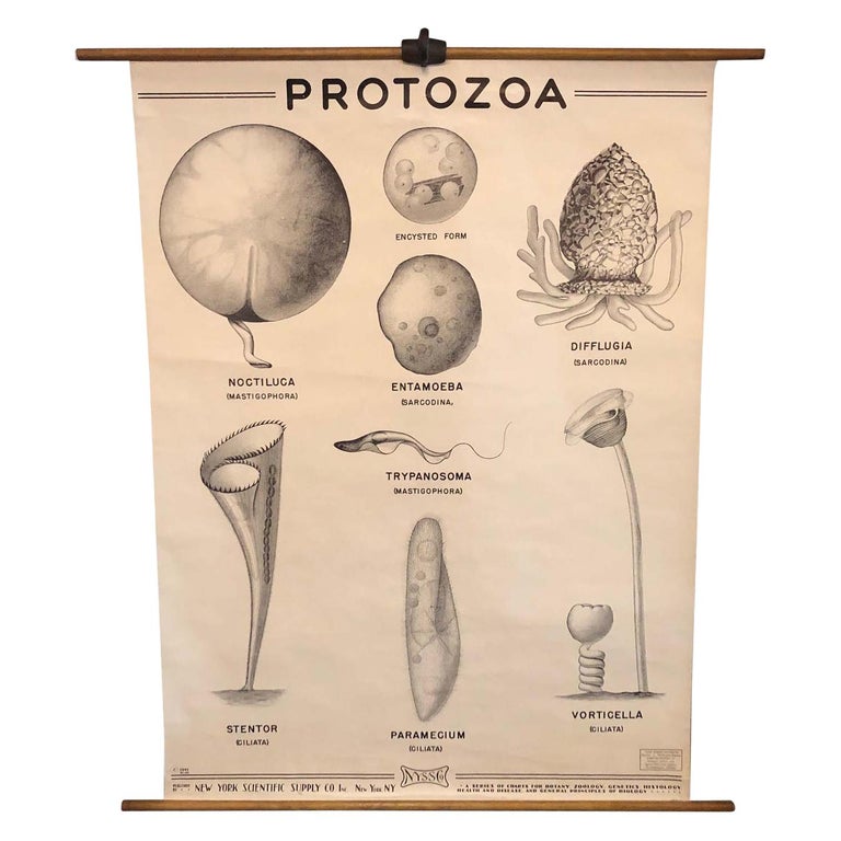 Protozoa Drawing