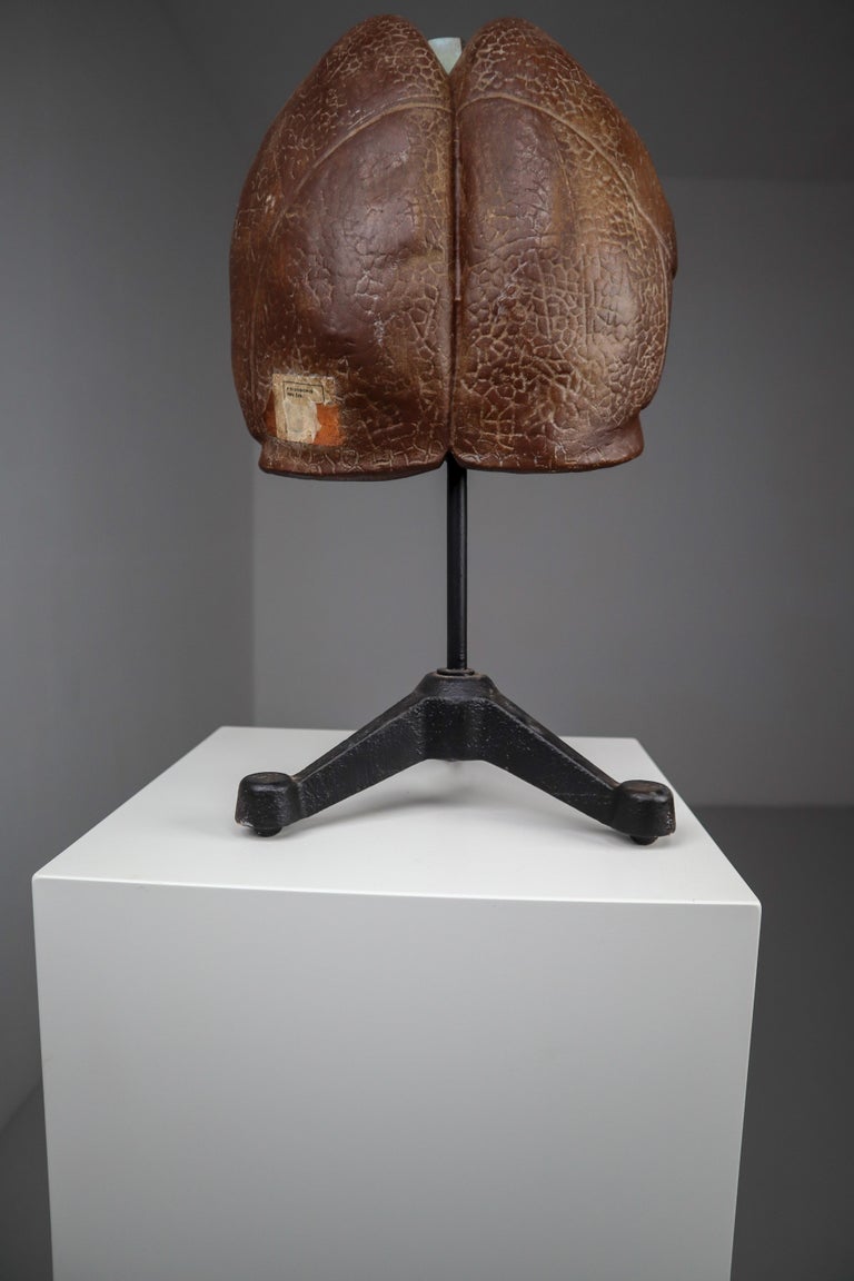 Anatomical Teaching Model " Lungs" Czech Republic, 1950s For Sale at ...