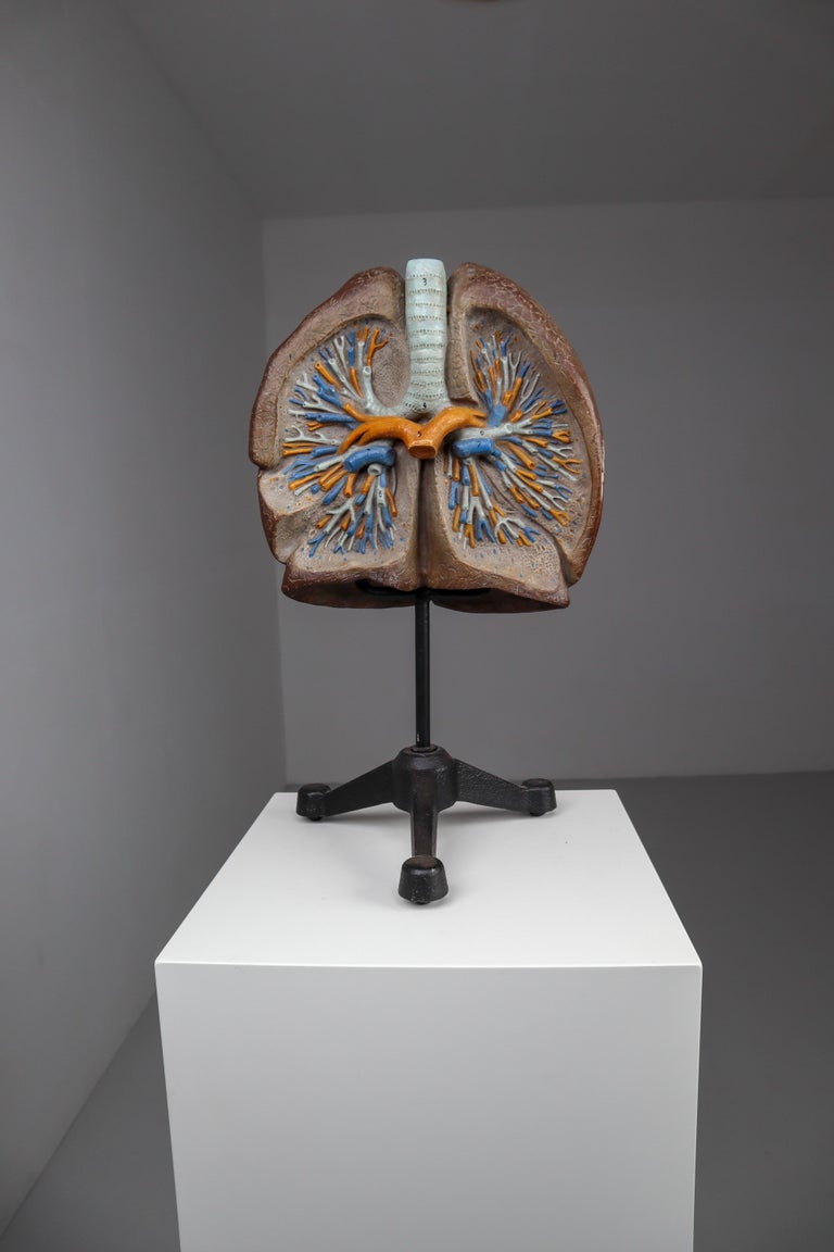 Anatomical Teaching Model " Lungs" Czech Republic, 1950s For Sale at ...