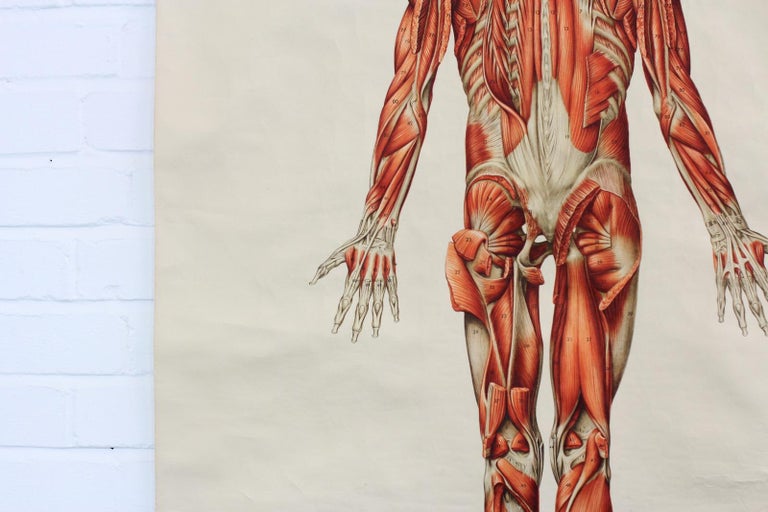 Anatomical Wall Chart of the Muscles circa 1960s at 1stdibs