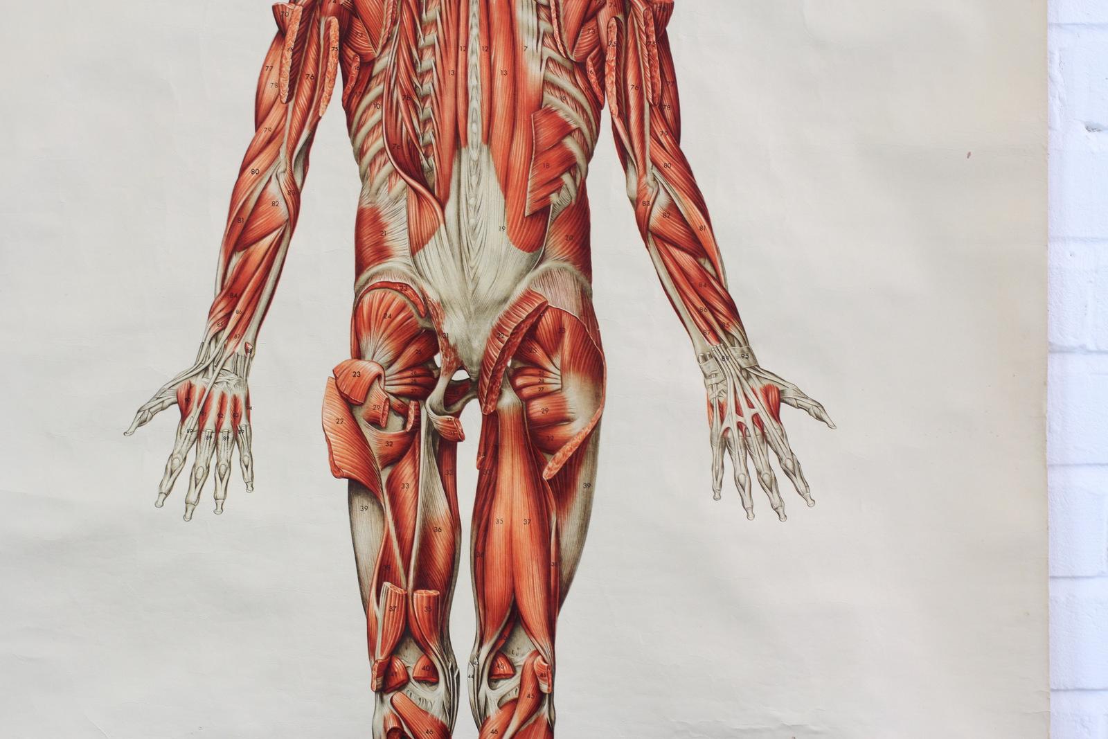 Anatomical Wall Chart of the Muscles circa 1960s at 1stDibs