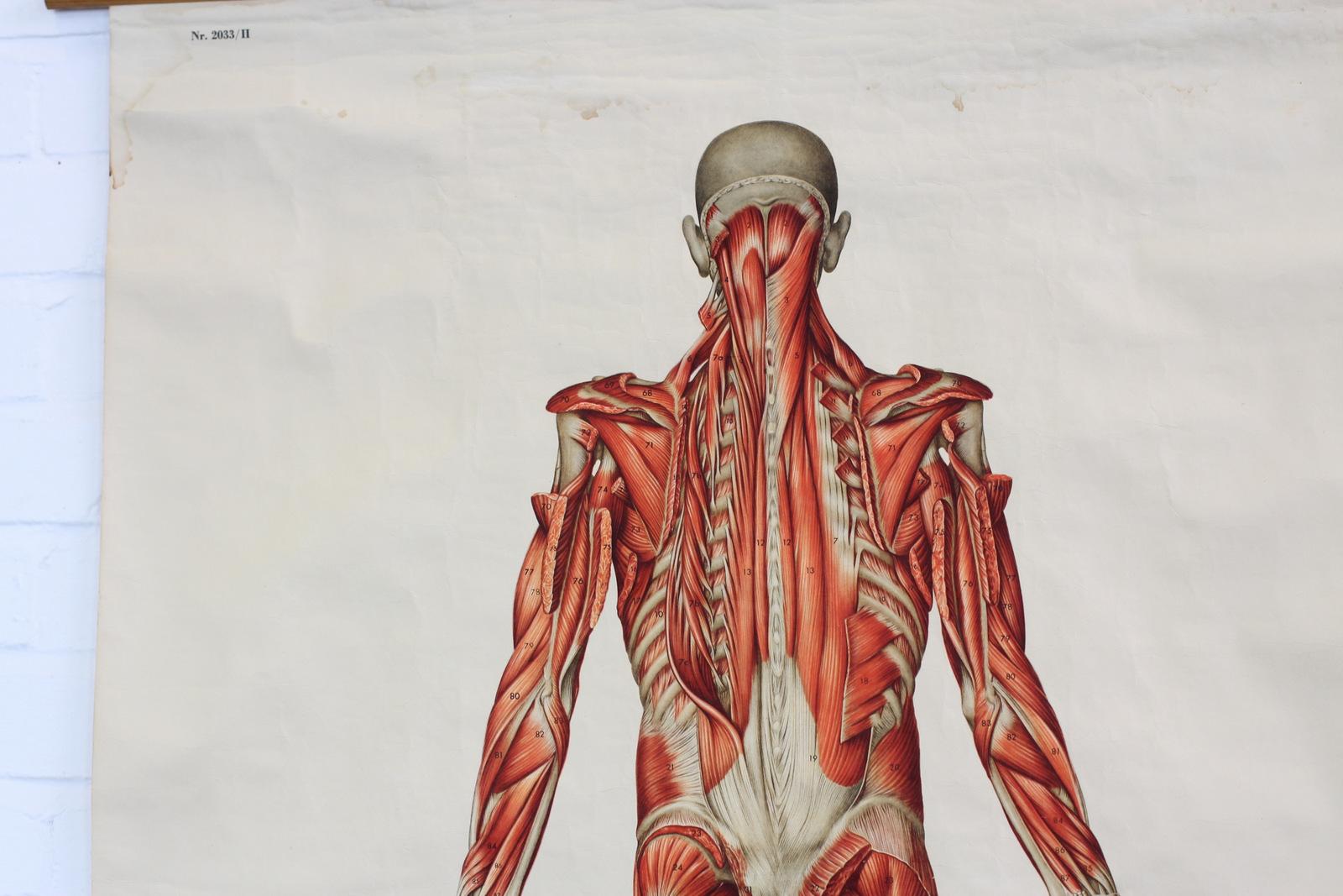 Anatomical Wall Chart of the Muscles circa 1960s at 1stDibs