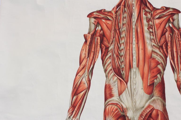 Anatomical Wall Chart of the Muscles circa 1960s at 1stdibs