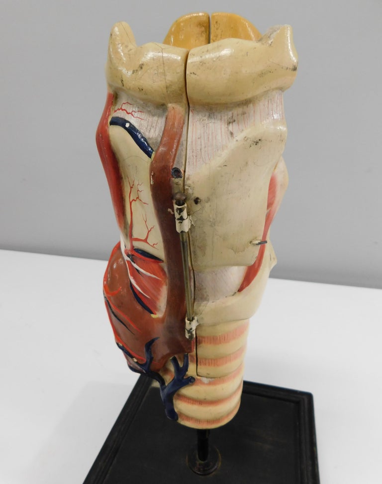 Anatomie Humaine Plaster Model of Larynx by Maison Deyrolle, Paris ...
