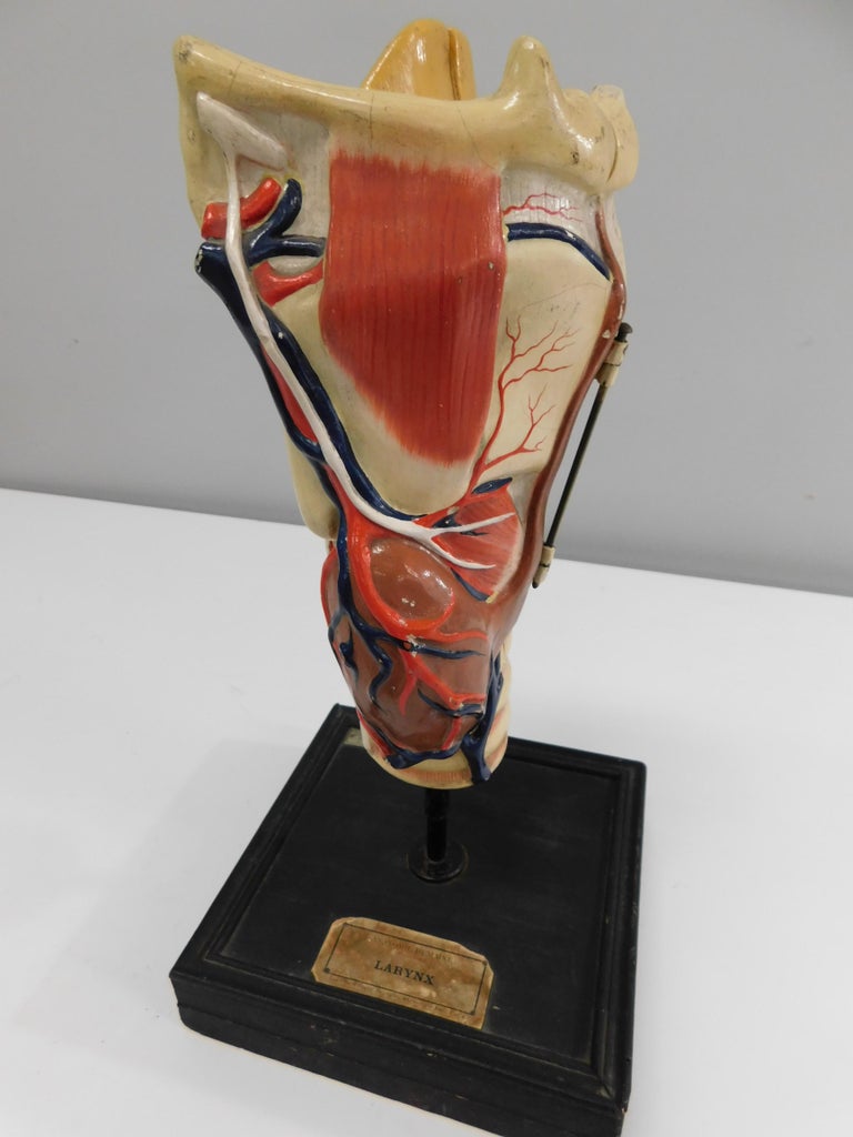 Anatomie Humaine Plaster Model of Larynx by Maison Deyrolle, Paris ...