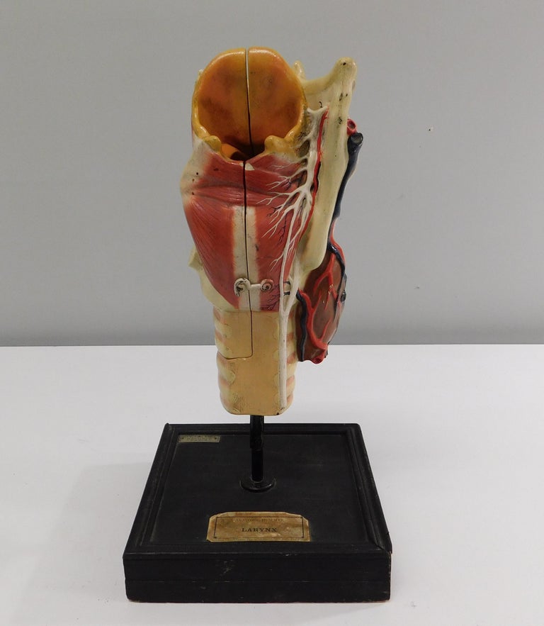 Anatomie Humaine Plaster Model of Larynx by Maison Deyrolle, Paris ...
