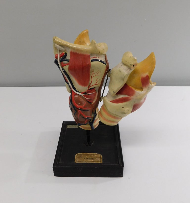 Anatomie Humaine Plaster Model of Larynx by Maison Deyrolle, Paris ...