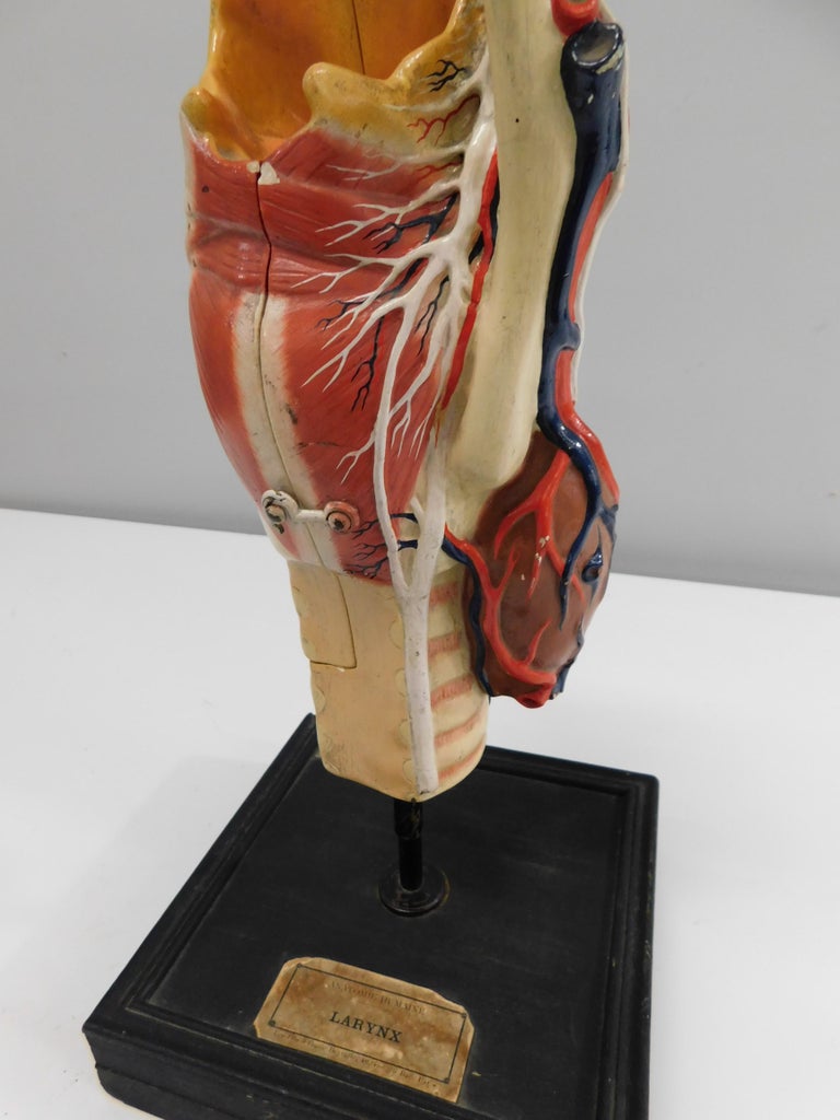 Anatomie Humaine Plaster Model of Larynx by Maison Deyrolle, Paris ...