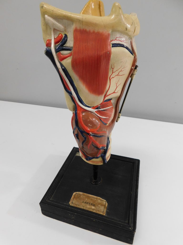 Anatomie Humaine Plaster Model of Larynx by Maison Deyrolle, Paris ...