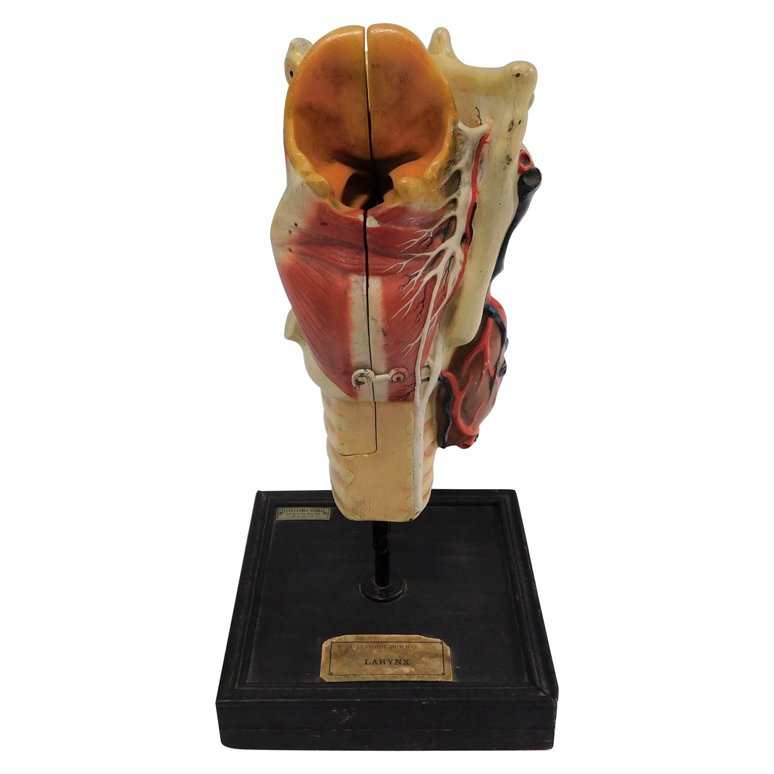 Anatomie Humaine Plaster Model of Larynx by Maison Deyrolle, Paris ...