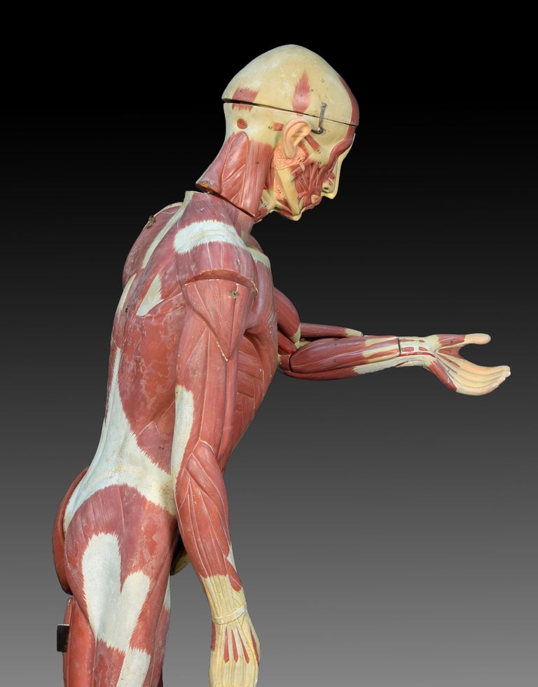Anatomy Model, Muscular System, circa 1950 at 1stDibs | muscle anatomy ...