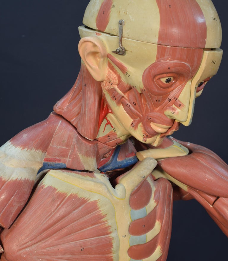 Anatomy Model, Muscular System, circa 1950 at 1stDibs | muscle anatomy ...