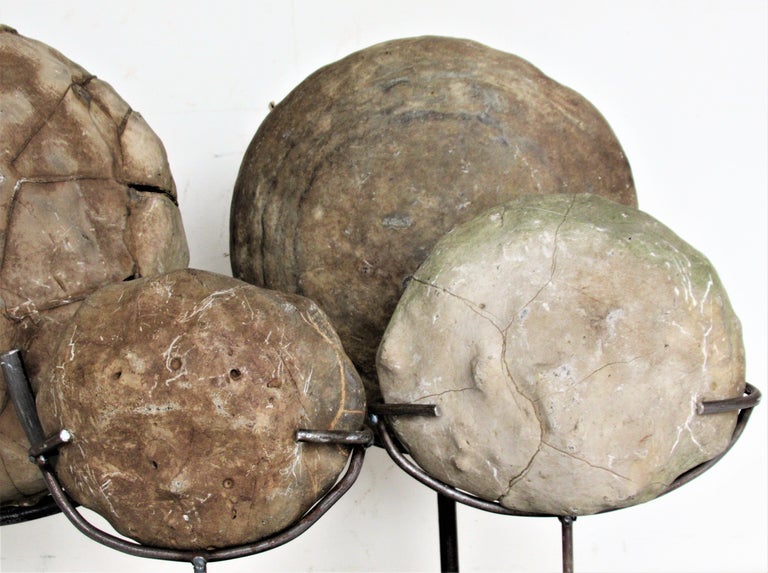 Ancient Concretion, Turtle Stones, Natural History Mounted Specimens at ...