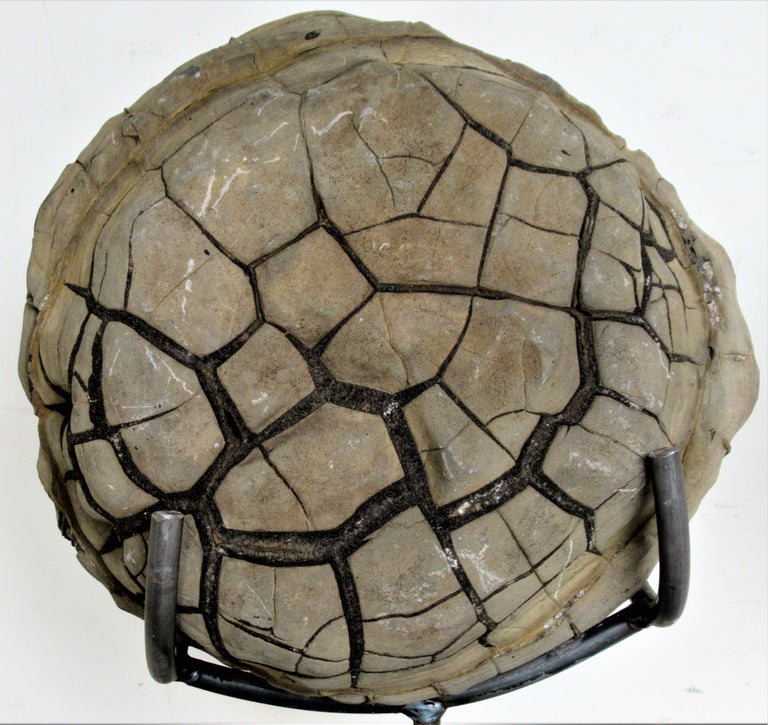 Ancient Concretion, Turtle Stones, Natural History Mounted Specimens at ...