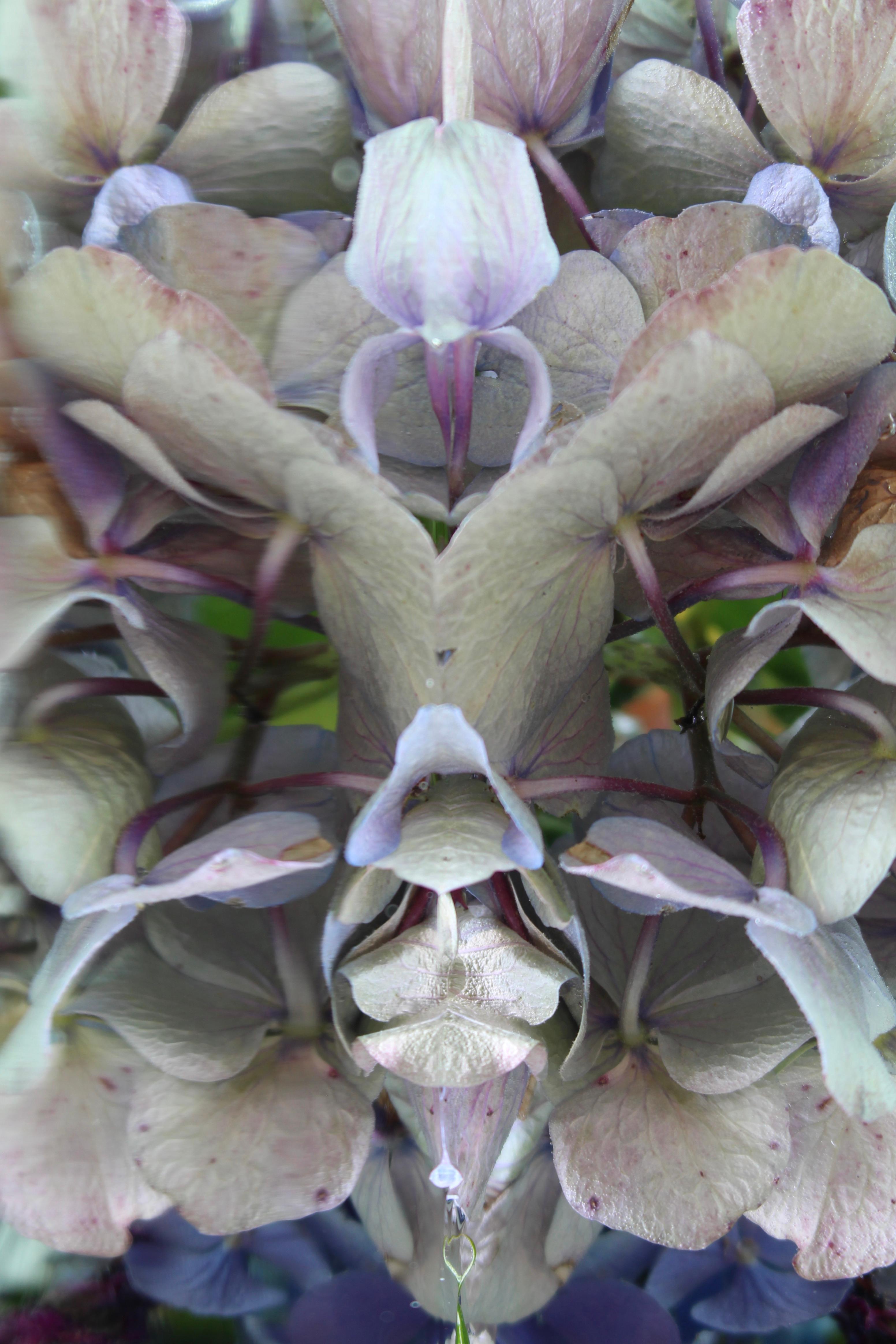 Portia Munson 1 - Flower Mandala Baroque Photo Contemporary Feminist ...