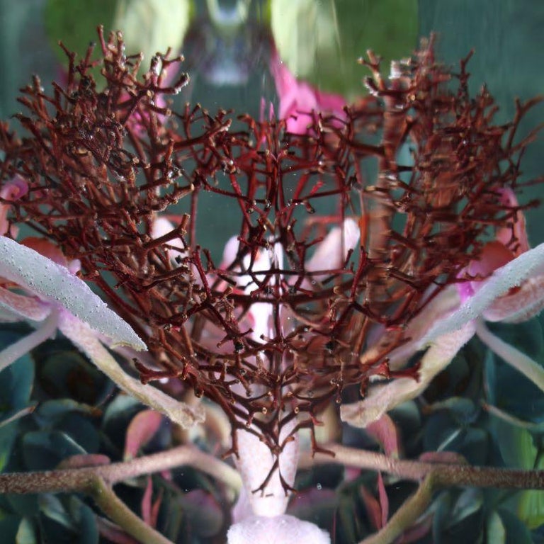 Andrea Bonfils - Submerged Garden 8604 (24" x 24") For Sale at 1stDibs
