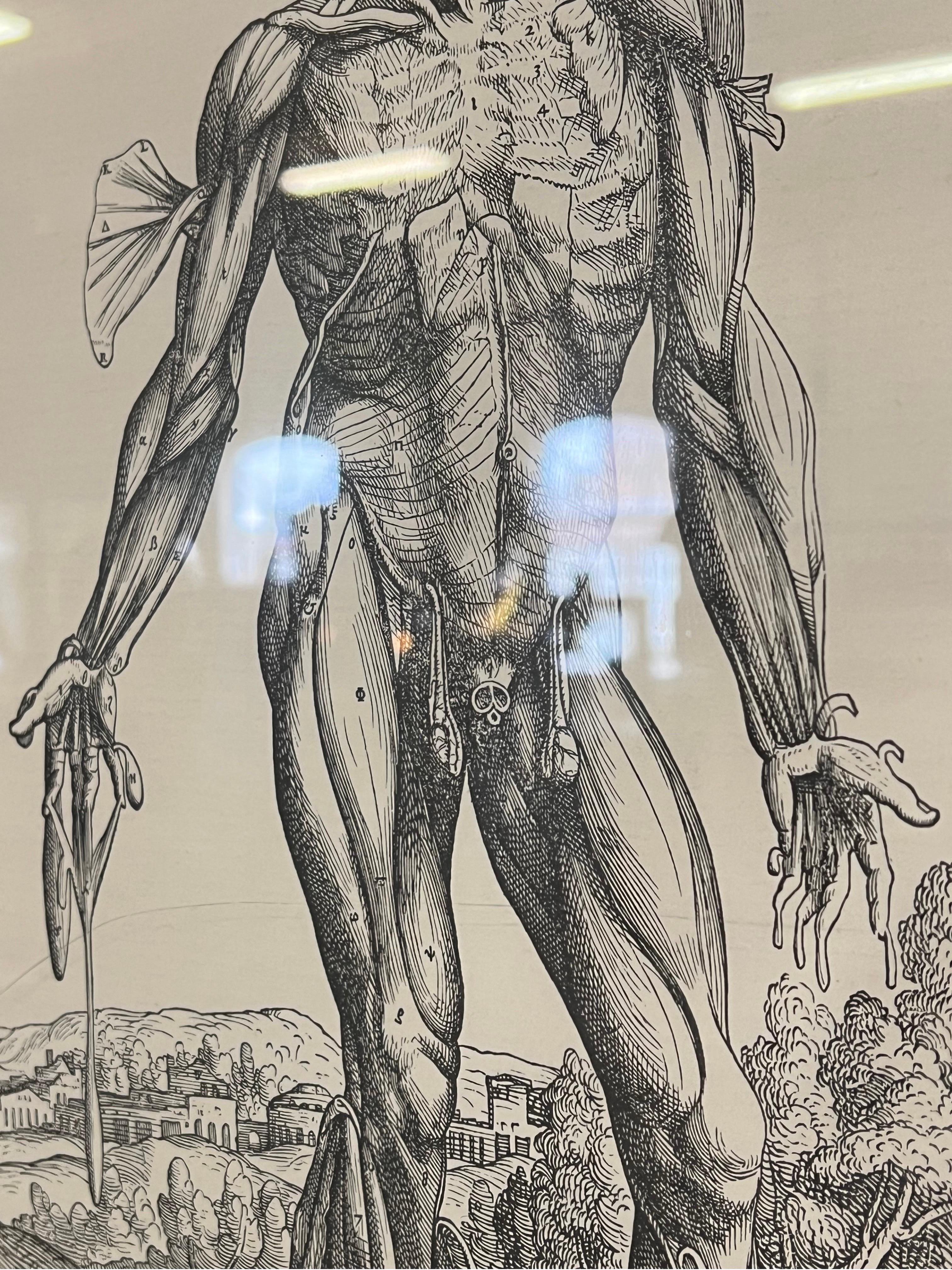 Andreas Vesalius Engraving, Anatomy For Sale at 1stDibs