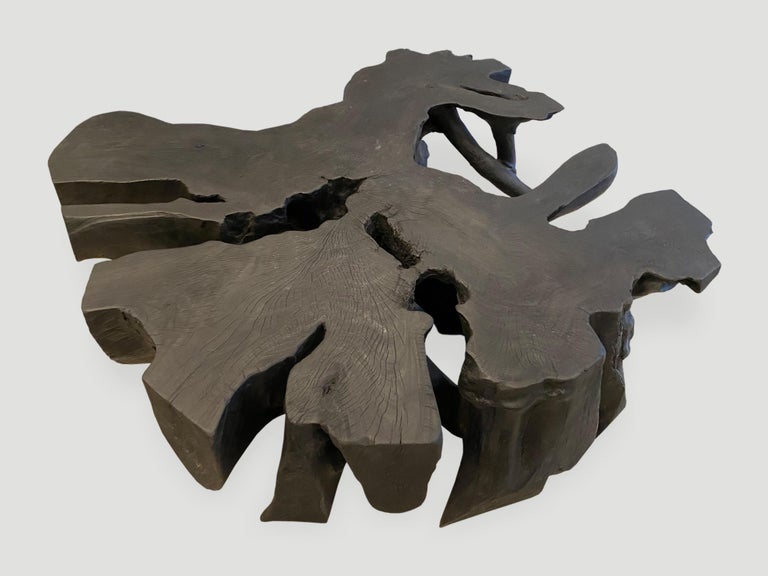Andrianna Shamaris Charred Mahogany Root Coffee Table For Sale at 1stDibs