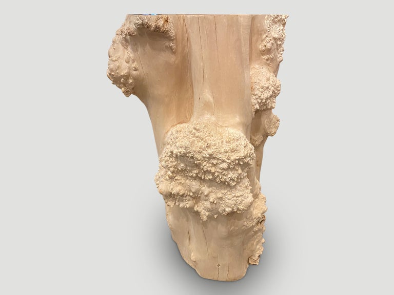 Andrianna Shamaris Rare Bleached Teak Root Pedestal For Sale at 1stDibs