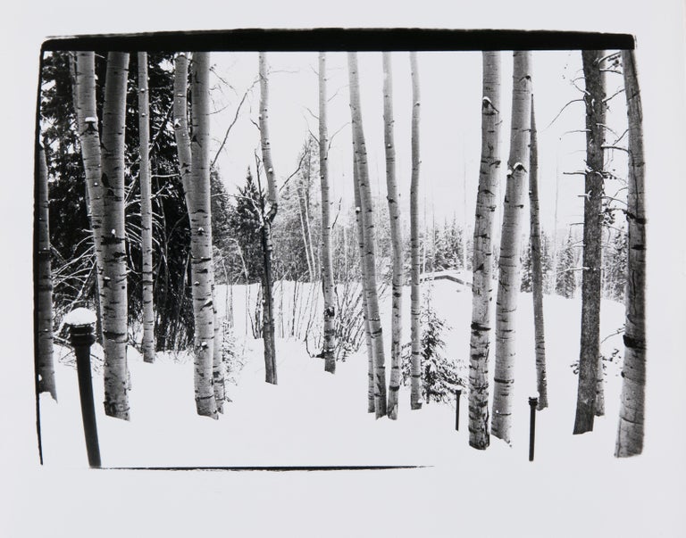 Andy Warhol - Andy Warhol, Photograph of Birch Trees in Aspen, 1979 at ...