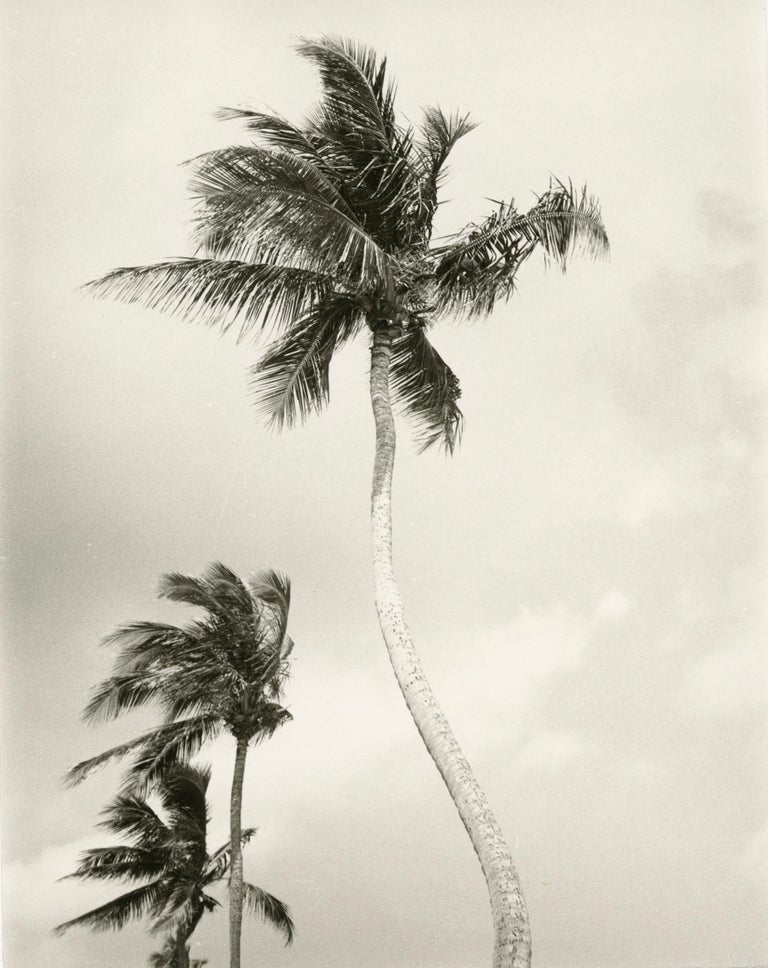 Andy Warhol - Palm Trees Against Sky For Sale at 1stDibs