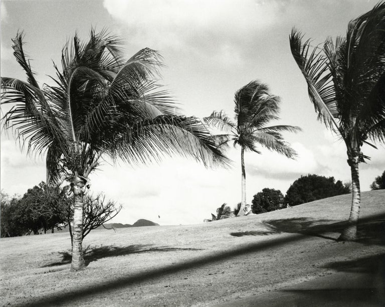 Andy Warhol – „Palmen“ im Angebot bei 1stDibs