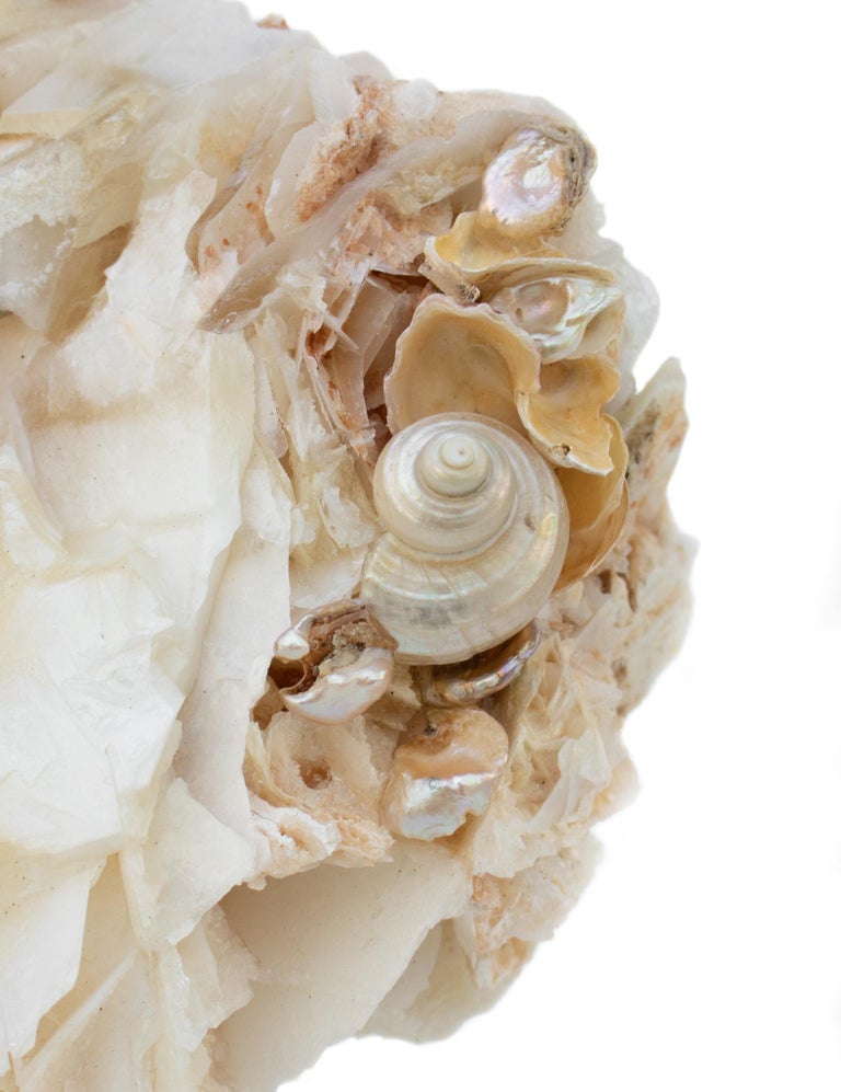 Angel Wing Calcite with Pearlescent Shells and Baroque Pearls on Lucite ...