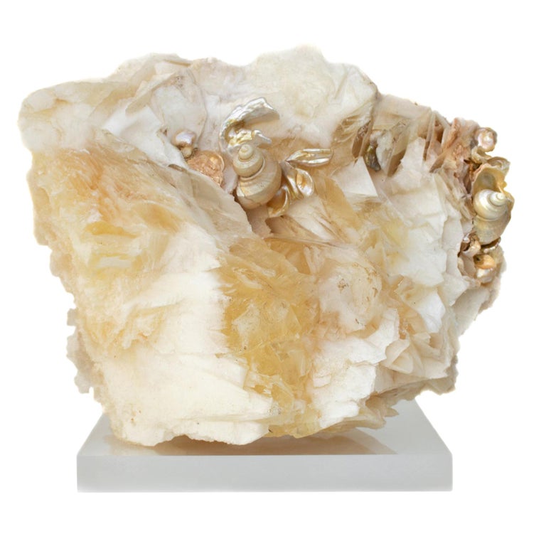 Angel Wing Calcite with Pearlescent Shells and Baroque Pearls on Lucite ...