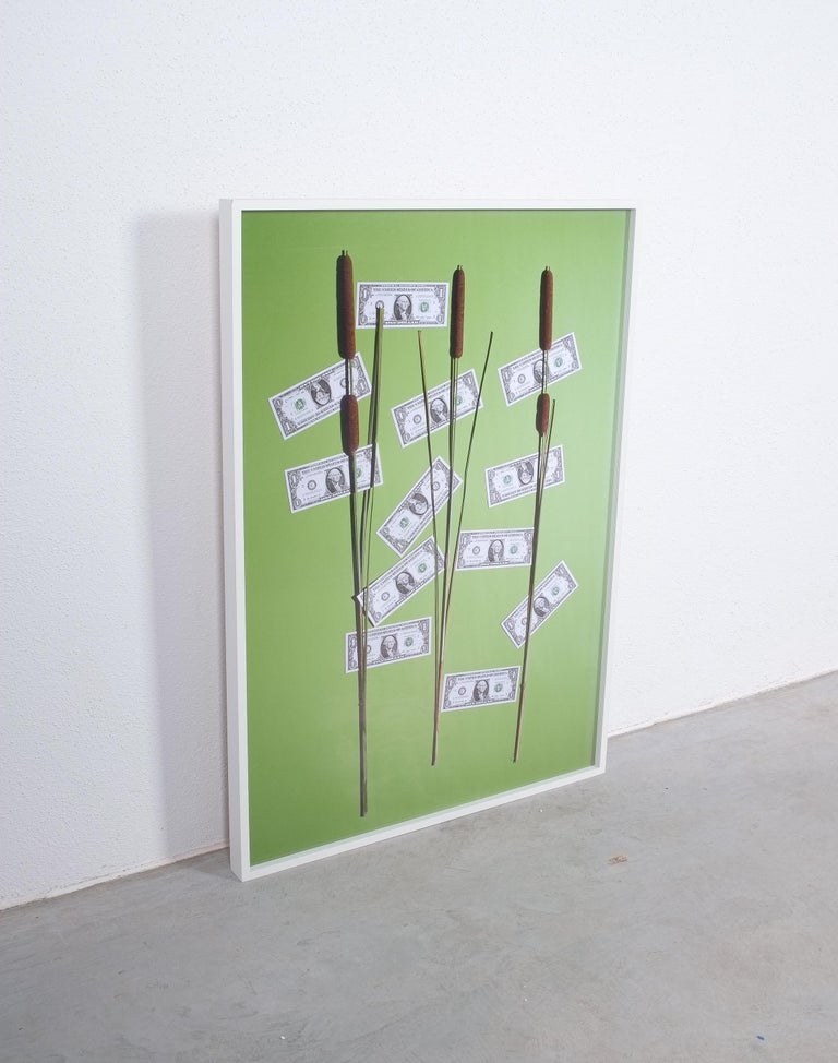Annette Kelm Money Tree Photography, 2015 For Sale at 1stDibs