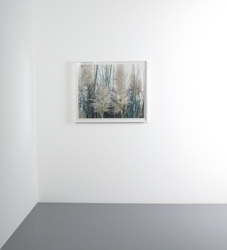 Annette Kelm Pampasgras Photography For Sale at 1stDibs
