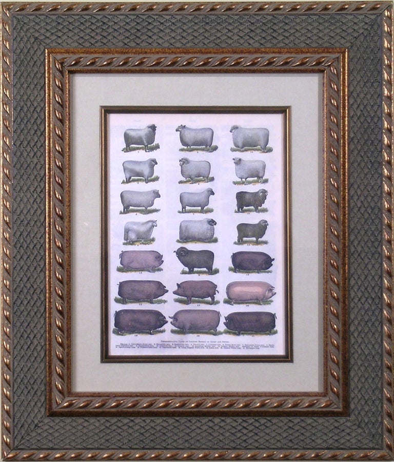 Unknown - Sheep and Swine (Pigs) For Sale at 1stDibs