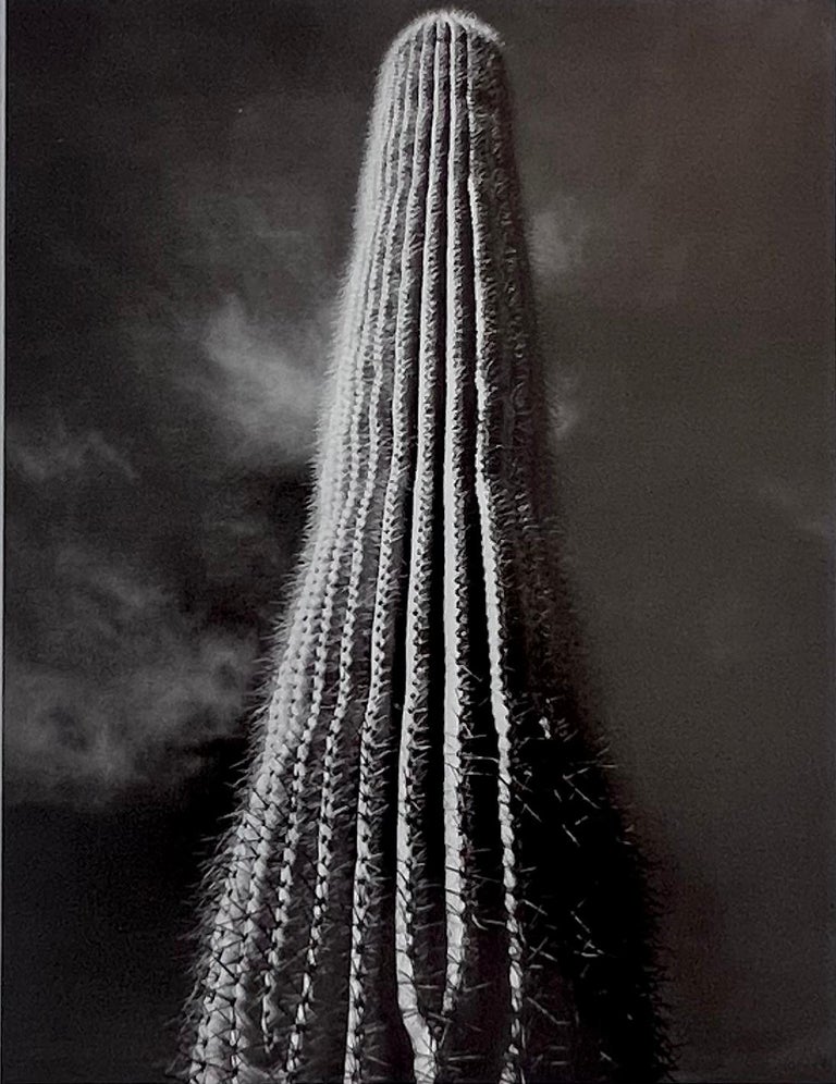 Ansel Adams - Saguaro Cactus, Sunrise, Arizona by Ansel Adams Vintage ...