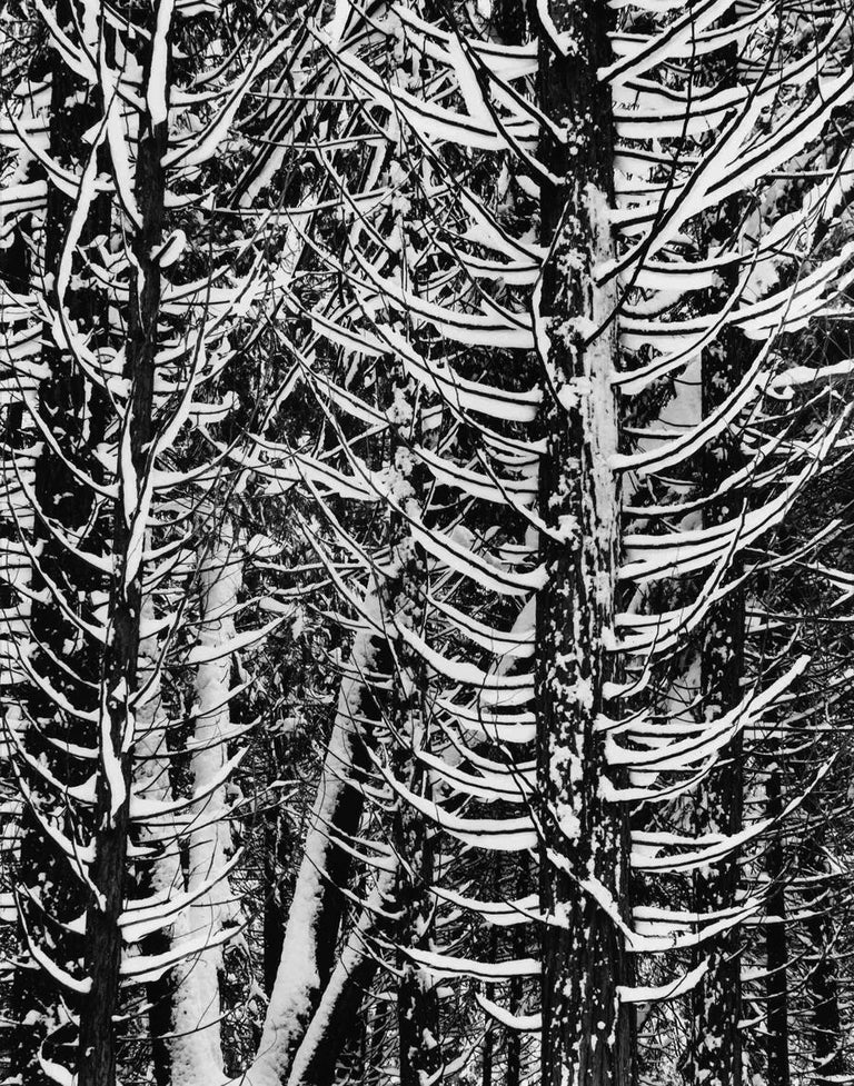 Ansel Adams Photography Trees