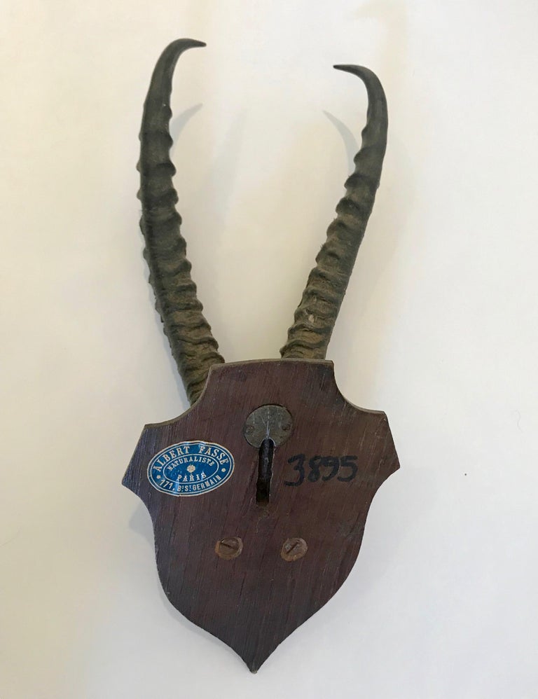 Antelope Antlers Mounted on a Double Plaque with Oak Shield Back For ...