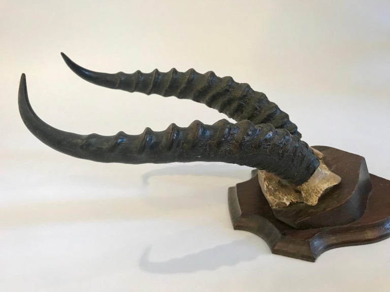 Antelope Antlers Mounted on a Double Plaque with Oak Shield Back For ...