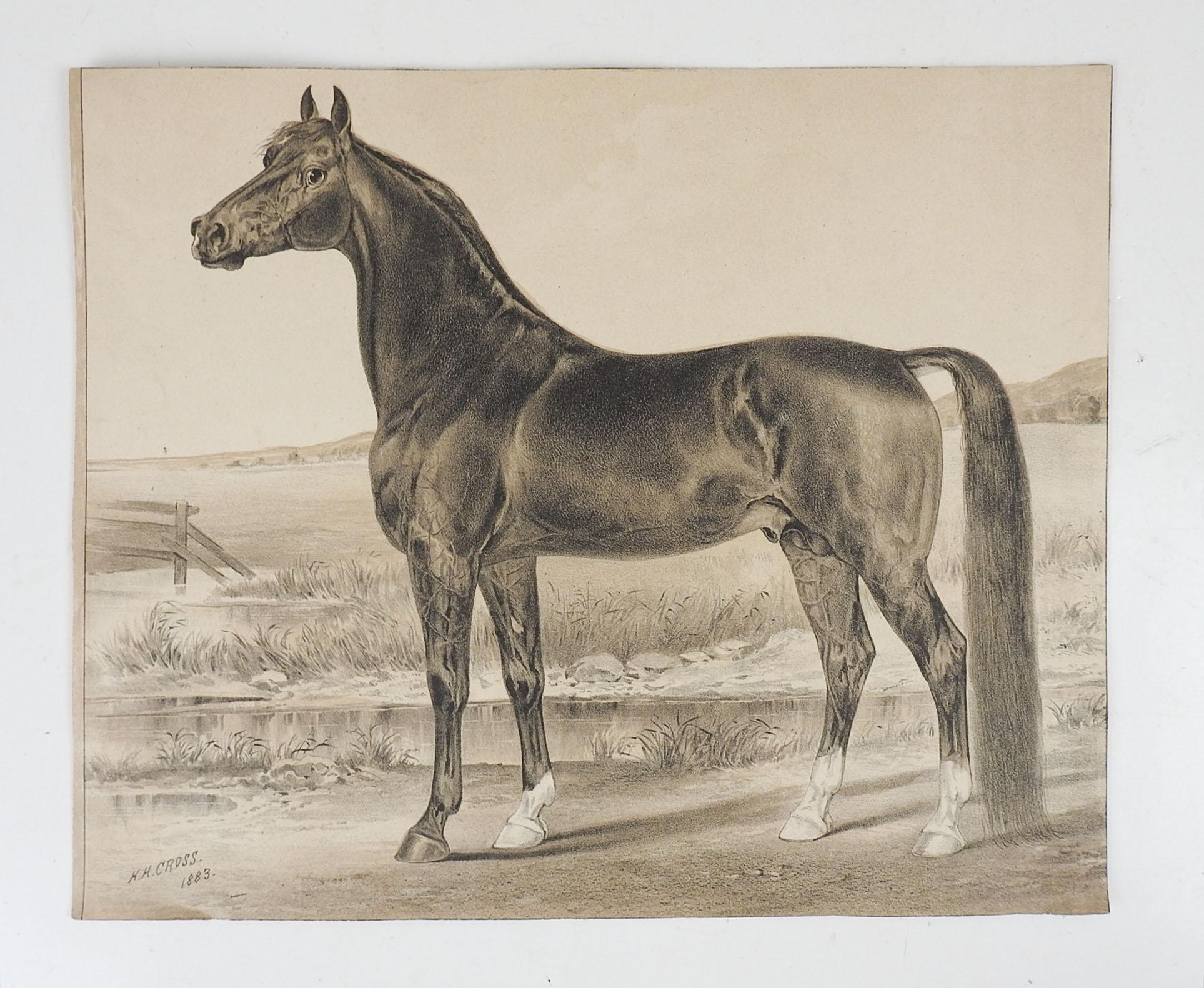 Antique 1883 Henry Cross Horse Lithograph For Sale at 1stDibs