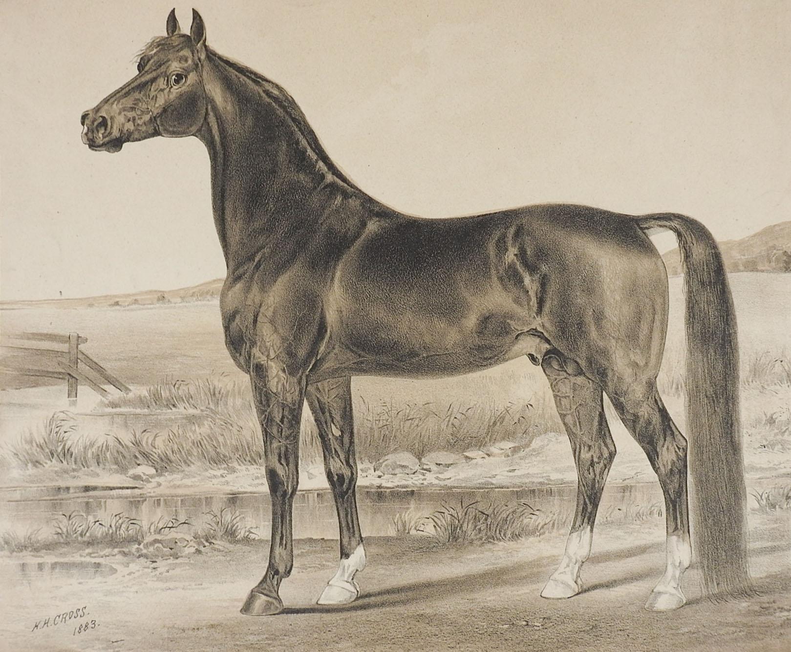 Antique 1883 Henry Cross Horse Lithograph For Sale at 1stDibs