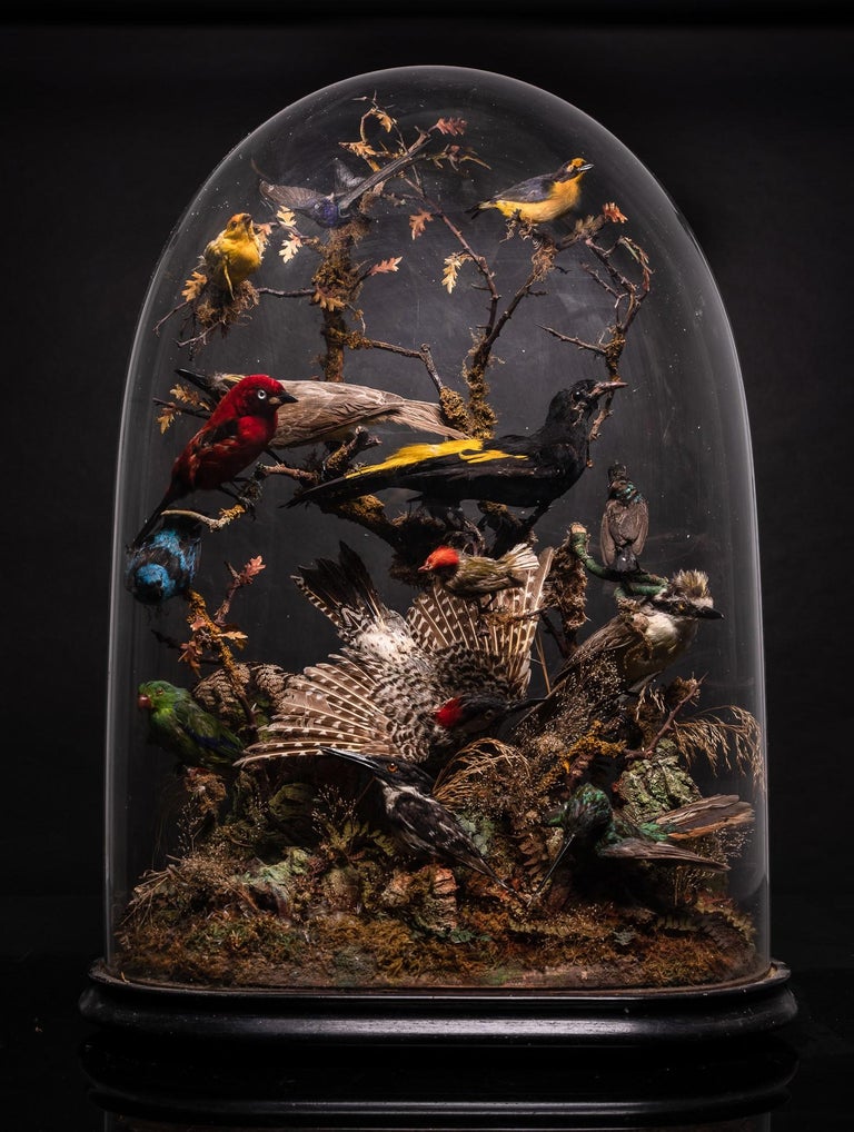 Antique 19th C Victorian Diorama of 12 tropical birds by James Gardner ...