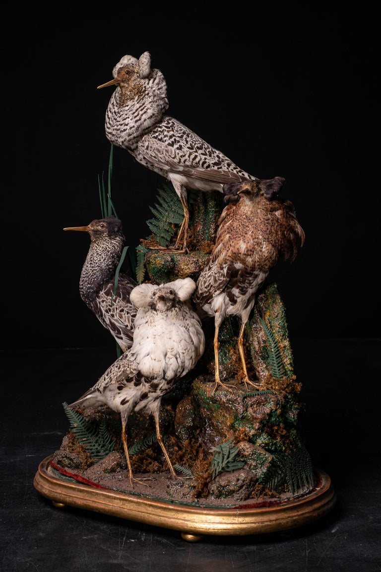Antique 19th C Victorian Diorama of 4 Ruff's 'Philomachus Pugnax' For ...