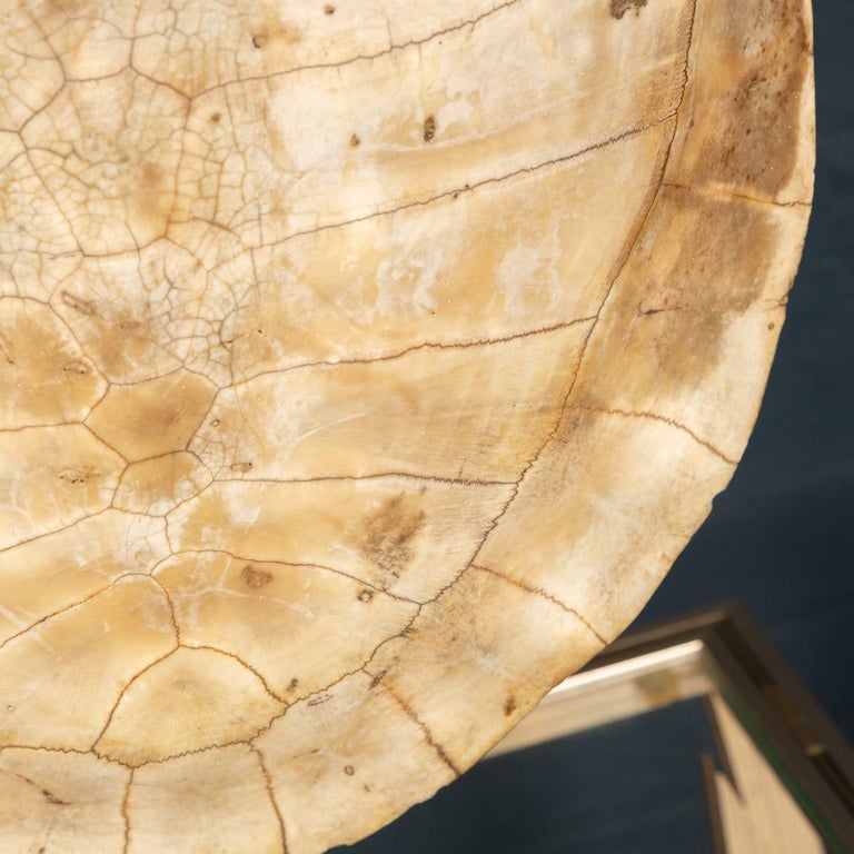 Antique 19th Century Blonde Turtle Shell on Mounted Stand, circa 1890 ...