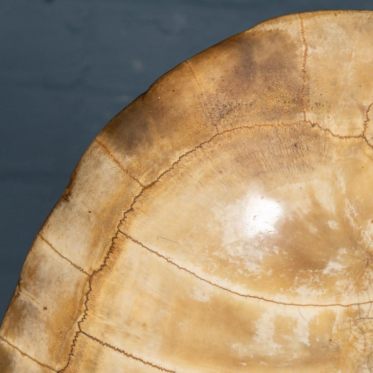 Antique 19th Century Blonde Turtle Shell on Mounted Stand, circa 1890 ...