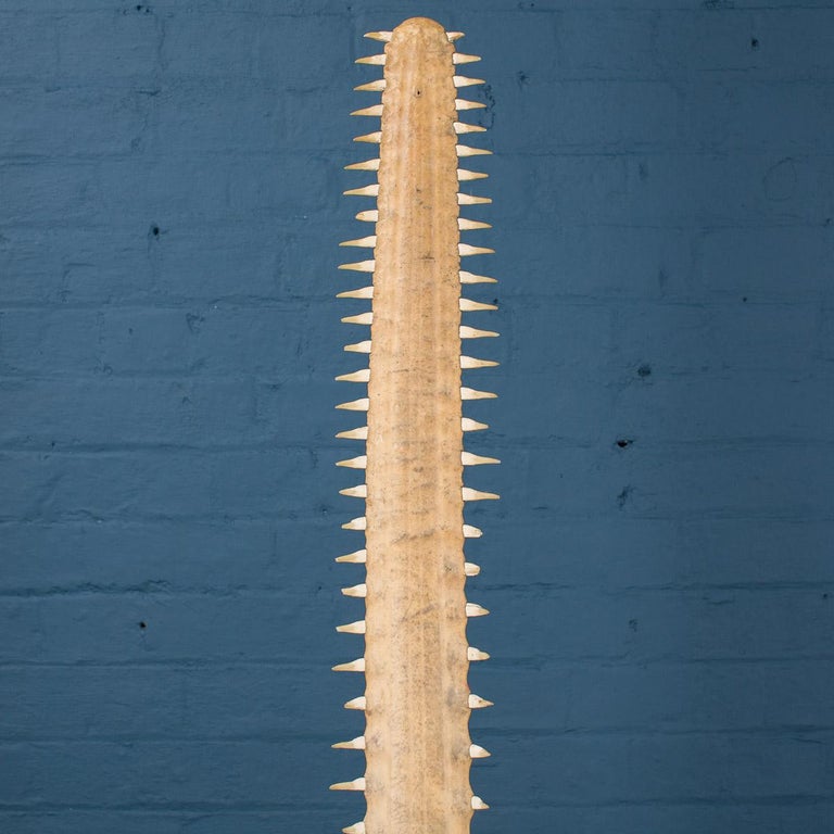 Antique 20th Century Edwardian Mounted Sawfish Rostrum, circa 1900 at ...
