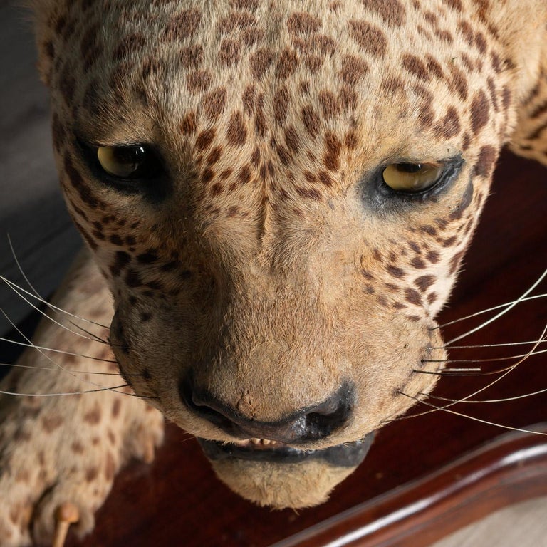 Antique 20th Century Taxidermy Study of a Jaguar, Edward Gerrard and ...