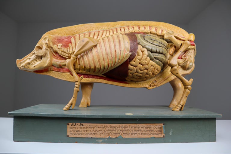 Antique Anatomical Model of a Pig Germany, 1930s at 1stDibs