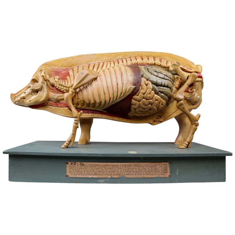 Antique Anatomical Model of a Pig Germany, 1930s at 1stDibs
