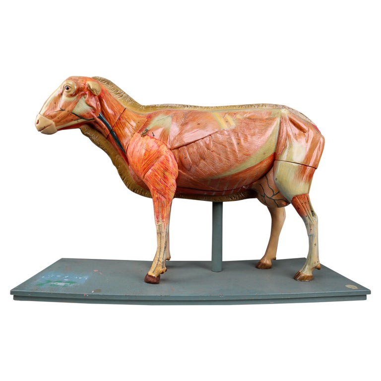 Antique Anatomical Model of a Sheep, Manufactured by Somso, Germany ...