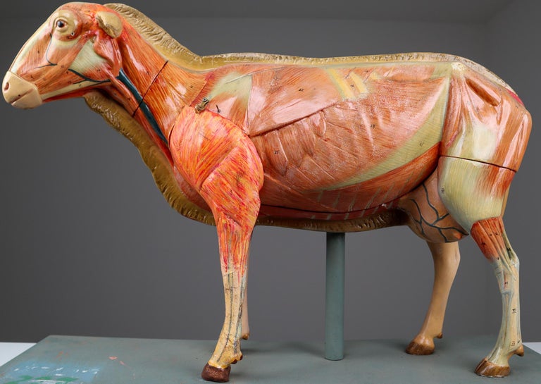 Antique Anatomical Model of a Sheep, Manufactured by Somso, Germany ...