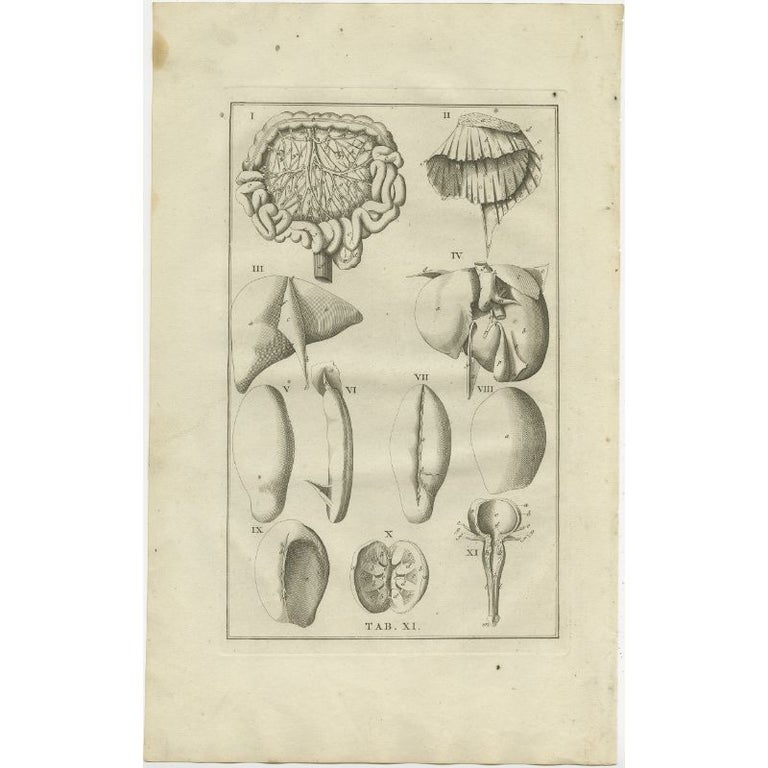 Antique Anatomy Print of Various Organs, 1798 For Sale at 1stDibs